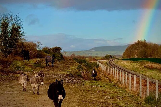 Luxury Photography Day Tour on Ring of Kerry and Skellig Ring - Fully Guided and Chauffeured - Accessibility Features and Safety Measures