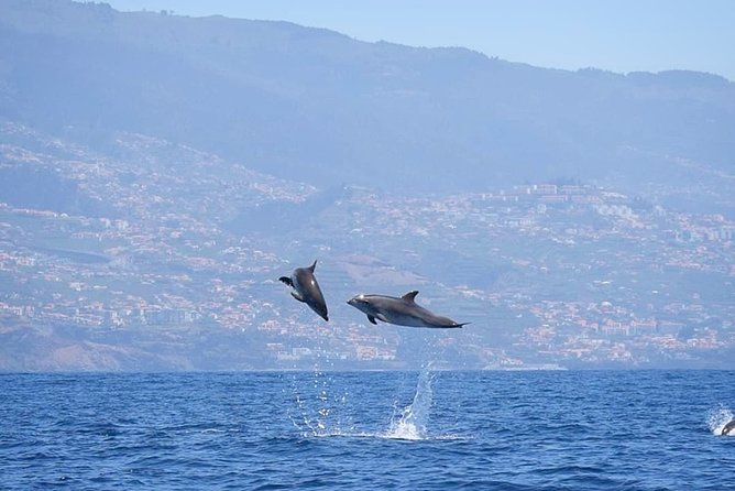 Magic Dolphin Celebrity - Encounter With Remarkable Wildlife