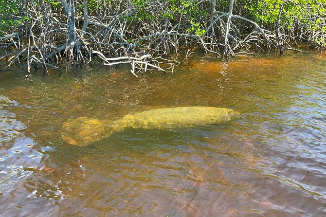 Manatee, Dolphin, and 10,000 Islands Eco Beach Tour by Boat - Practical Details and Value for Money
