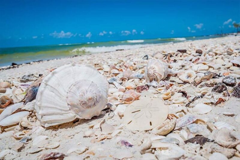 Marco Island: Shelling and Sightseeing Boat Cruise - Final Thoughts