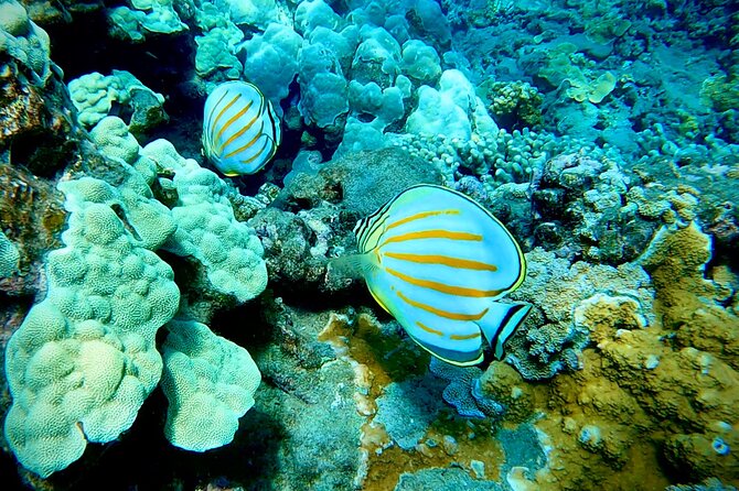 Marine Biologist Guided Snorkel Tour From Shore at Turtle Town - Meeting Point and Logistics