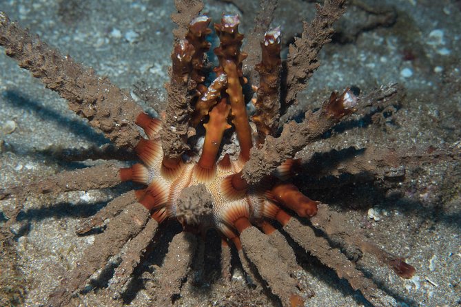Maui Certified Shore Diving From Lahaina - Inclusions and Equipment Provided