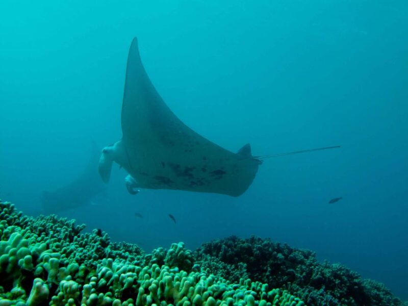 Maui: Eco-Friendly Conservation Scuba Dive Certified Divers - Why This Experience Offers More Than Just a Swim