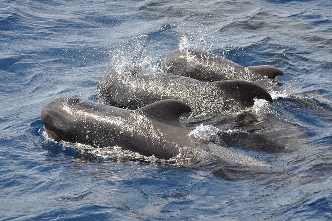 Morro Jable: 2 Hours Magic Dolphin & Whale Watching With Drinks & Swim Stop. - Potential Wildlife Sightings