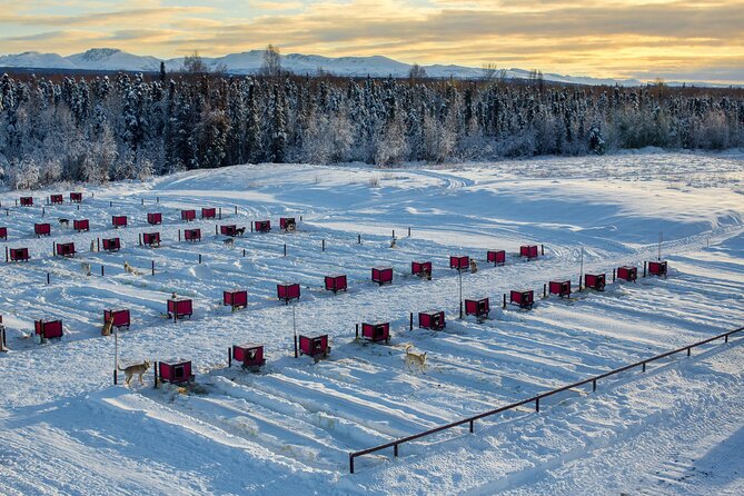 Mush Your Own Sled Dog Team (Winter Tour) in Talkeetna, Alaska - Tour Details and Pricing