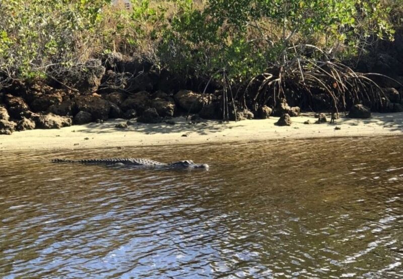 Naples, FL: Manatee, Dolphin, 10,000 Islands Sunset Cruise - Final Thoughts