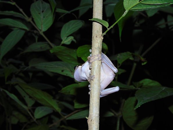 Nativos Corcovado Night Hike in DrakeBay - Guided Tour and Close Wildlife Interactions