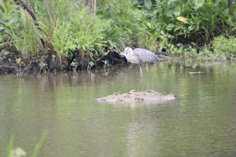 New Orleans: 10 Passenger Airboat Swamp Tour - The Itinerary in Detail