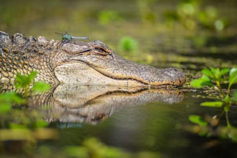 New Orleans: Manchac Magic Kayak Swamp Tour - What to Expect on the Tour