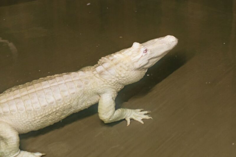 New Orleans: Swamp & Bayou Boat Tour with Transportation - The Value for Money