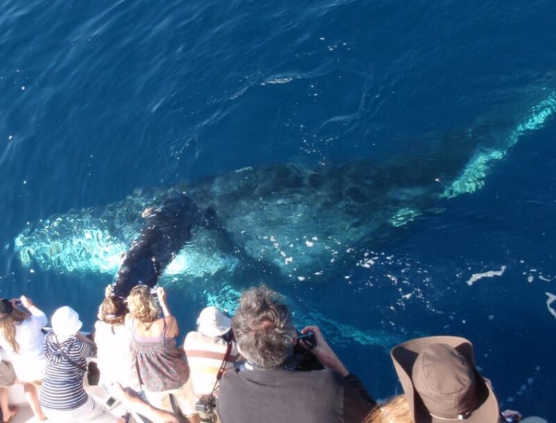Newport Beach: Year-Round Whale Watching Cruise - The Sum Up