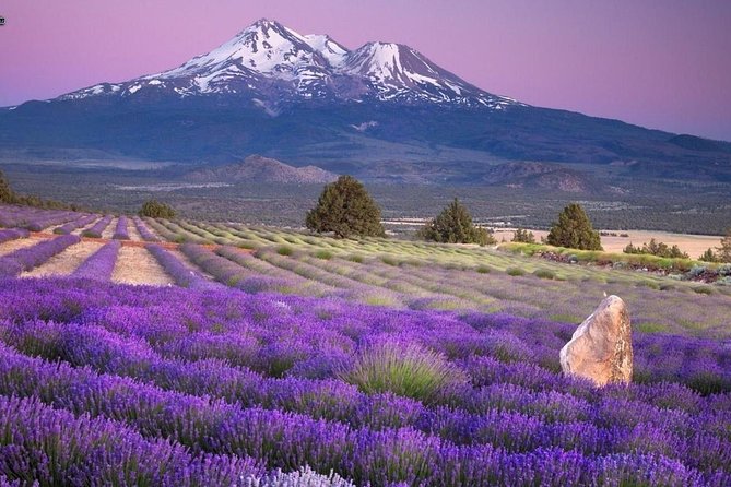 Nice: Gorges of Verdon and Fields of Lavender Tour - Customer Feedback