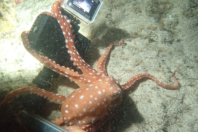 Night Snorkeling Tour - Reviews and Ratings