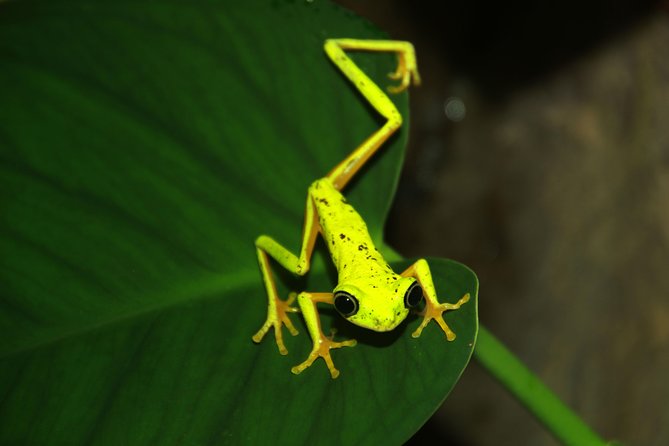 Night Walk Experience at Natura Eco Park, (Frogs Snakes Mammals Insects Birds) - Meeting Point and Logistics