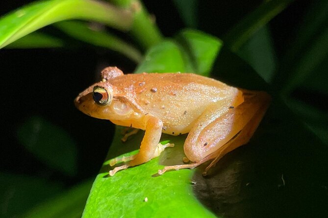 Night Walk Tour Monteverde - Photography Opportunities
