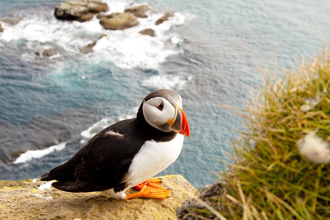 North East Coastal Trail Small Group Day Tour From Aberdeen - Transportation and Group Size