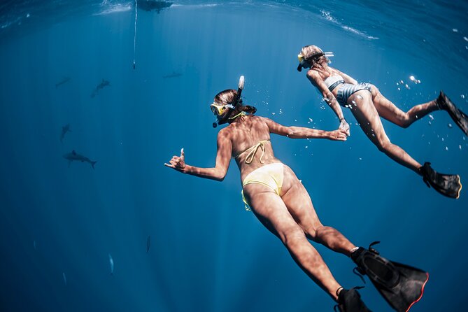Oahu Open Water Shark Diving Experience - Meeting and Location