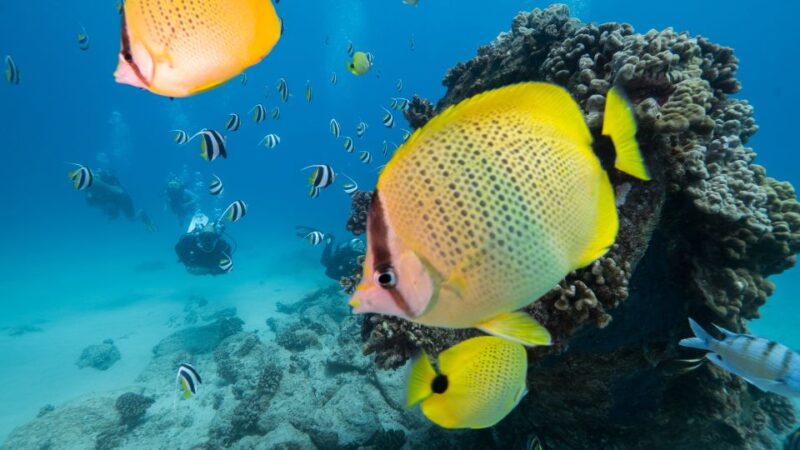 Oahu: Shallow Reef Scuba Dive for Certified Divers - Who Should Consider This Tour?