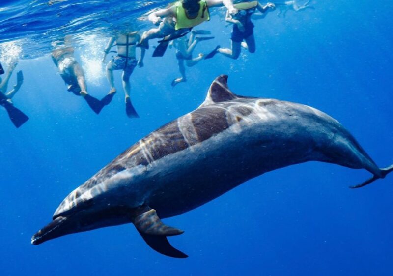 Oahu: Swim with Dolphins, Turtle Snorkel Tour and Waterslide - Cost-Effectiveness and Overall Value