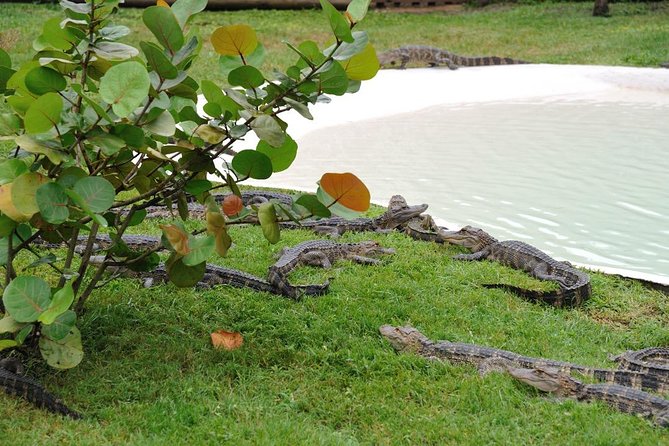 One-Hour Airboat Ride Near Orlando - Frequently Asked Questions