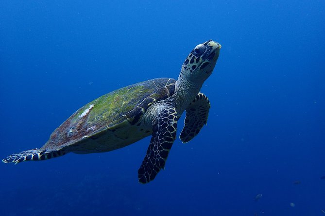 Open Water Course in Nusa Lembongan - Get Certified on remote island (next Bali) - Final Thoughts