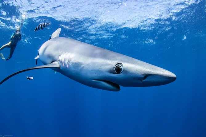 Open Water Shark Dive - Pricing and Cancellation Policy