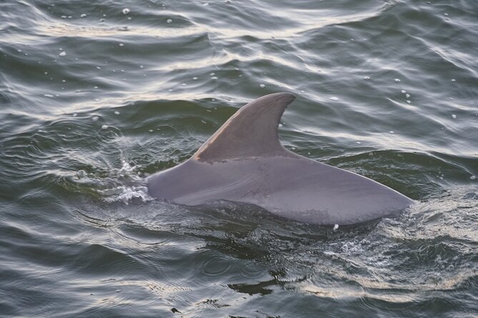 Orange Beach Dolphin Eco Boat Tour - Who Should Consider This Tour?