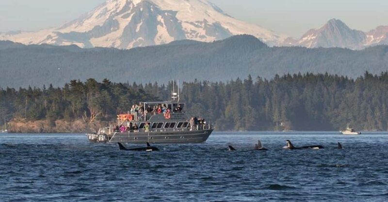 Orcas Island: Whale and Orca Guided Speedboat Tour - Authentic Reviews and Real Experiences