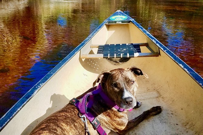 Orlando Alligator Experience - Frequently Asked Questions (FAQs)
