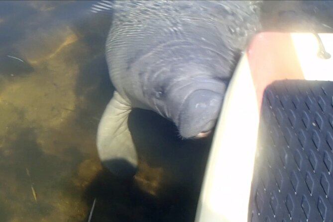 Orlando Manatee and Natural Spring Adventure Tour at Blue Springs - Exploring Blue Springs