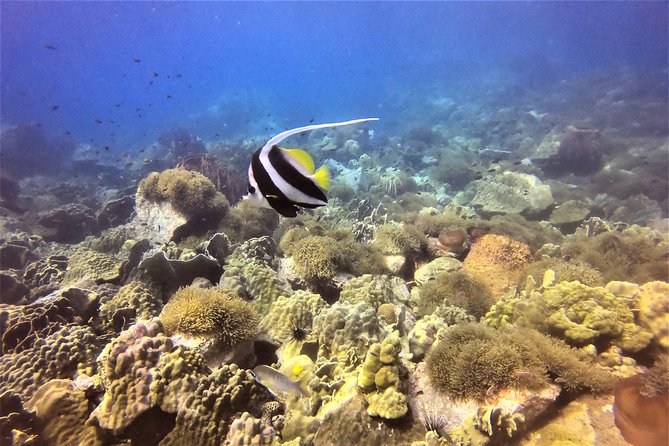 PADI Discover Scuba Dive Experience - The Experience Itself