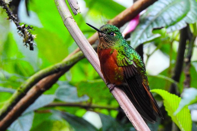 Papallacta Hot Spring, Guango Birdwatching Reserve Private Tour - Knowledgeable and Accommodating Guides