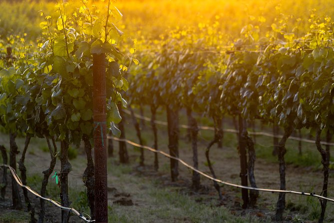 Paso Robles Wine Adventure With Pickup From Paso Robles, CA - Small Group Experience
