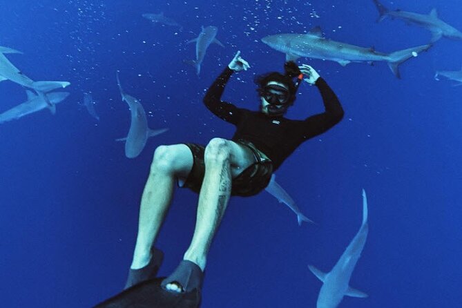 Pelagic Shark Dive Tour - Practical Details and Considerations