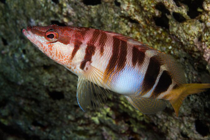 Plakias: Try Scuba Diving First Time - Private, From 8 Yrs. - Scuba Diving for First-Timers, Ages 8 and Above