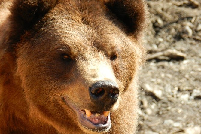 PREMIUM Sitka Scenic Tour - The Sum Up: Who Should Consider This Tour?