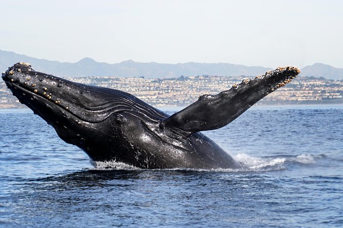 Private 2hr Supreme Whale/Dolphin Watching Tour, Newport Beach CA - Customer Experiences