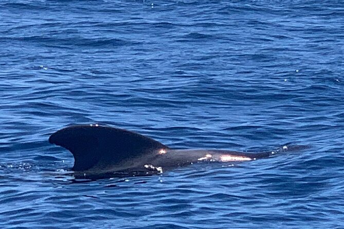 Private Charter 3 Hours Whale Encounter Puerto Colon Adeje - Meeting and Pickup