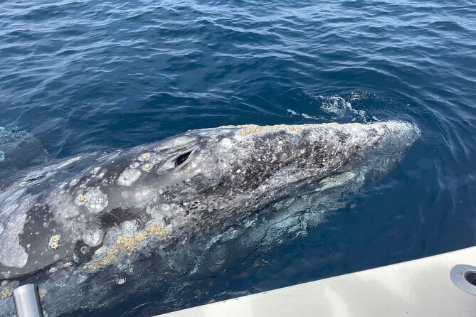 Private Family Whale & Dolphin Adventure in San Diego - Participant Experience