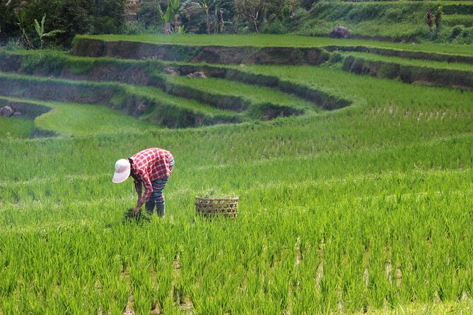 Private Full-Day Handara, Ulun Danu, Jatiluwih and Tanah Lot Tour - Frequently Asked Questions