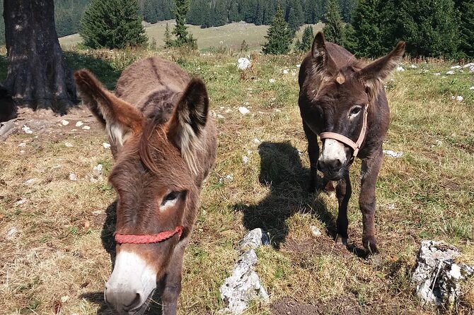 Private Full-Day Hiking Tour in Piatra Craiului National Park - Health and Safety Considerations