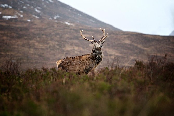 Private Glencoe Driving Tour From Edinburgh - Highlights and Attractions