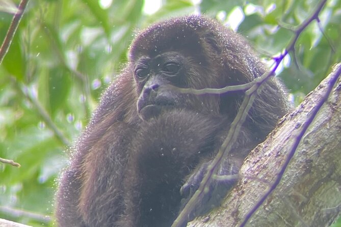 Private Nature Walk in Manuel Antonio National Park - Accessibility and Special Considerations
