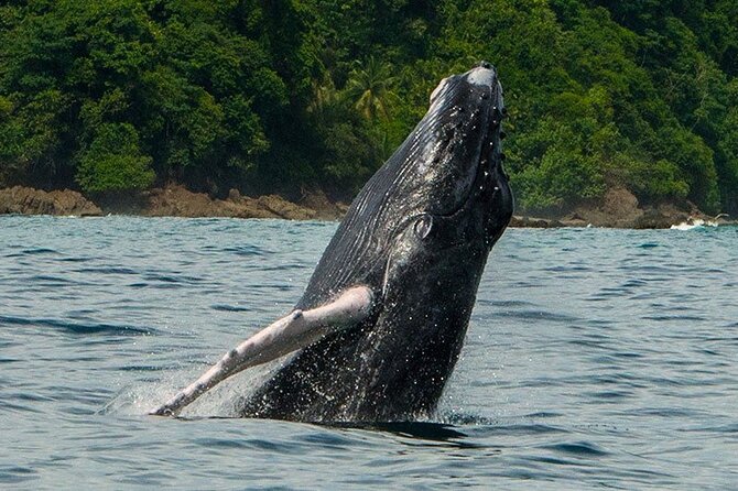 Private Snorkeling Tour by Boat in Flamingo Beach - Local Knowledge and Guided Tour