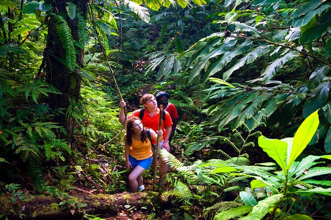 Private Waterfall, Rainforest, Chocolate Tour & Historical Sites - Guest Feedback and Highlights