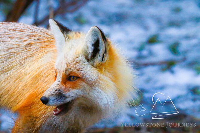 Private Yellowstone Journey from Gardiner, MT - Final Thoughts
