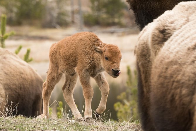 Private Yellowstone Old Faithful and Lower Loop Tour - Inclusions and Amenities