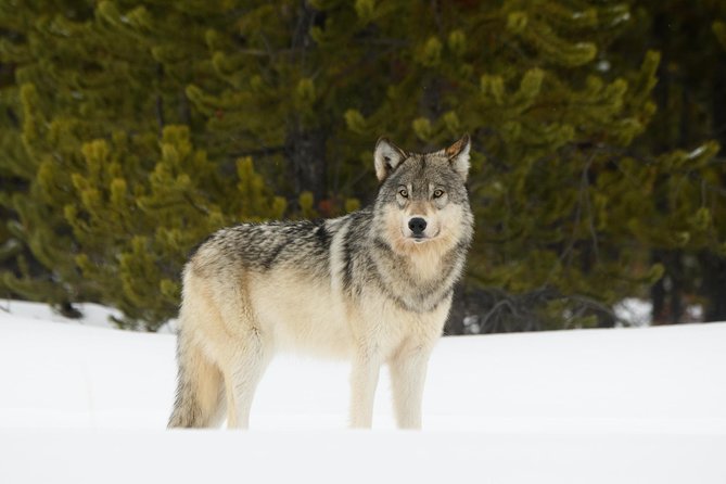 Private Yellowstone Wildlife Sightseeing Tour - Tour Experience and Wildlife Sightings