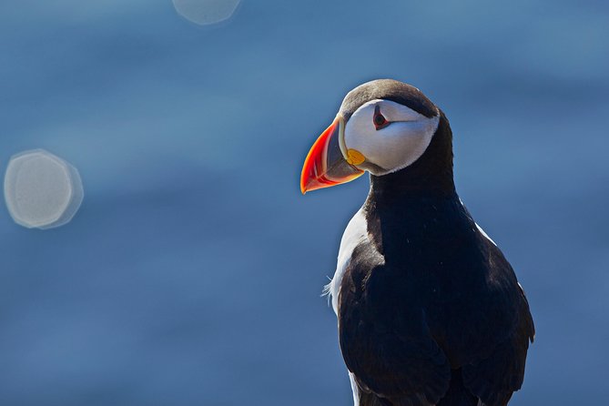 Puffin Cruise with Expert Tour Guide from Reykjavik - The Pros and Cons