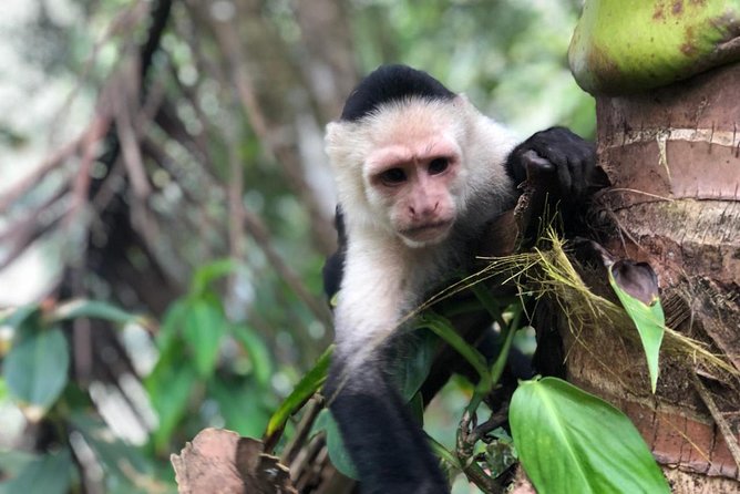 Puntarenas Shore Excursion: Rainforest Skywalk & Tarcoles River - Wildlife Spotting Opportunities